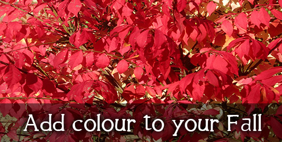 Top Shrubs For Fall Color Landscape Edging Blog