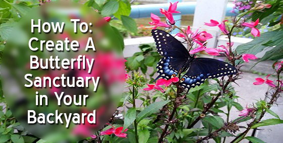 How To: Create A Butterfly Sanctuary in Your Backyard!