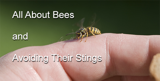 All About Bee's and Avoiding Their Stings - Landscape Edging Blog