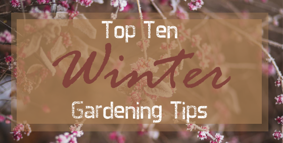 Top Ten Winter Gardening Tips